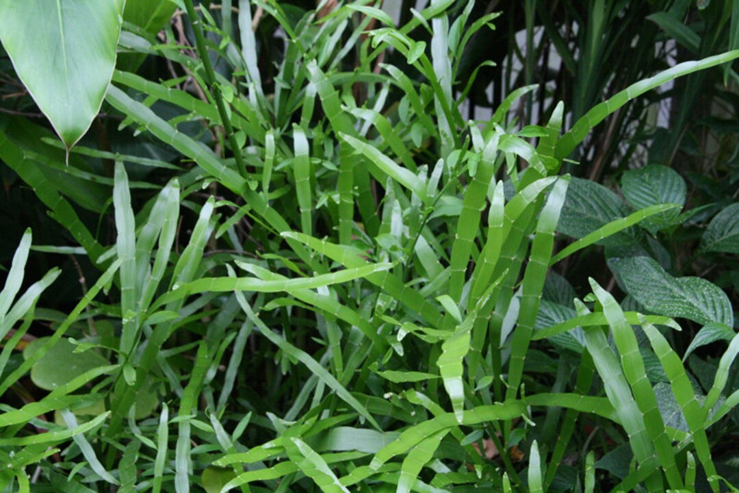 Ribbon Fern, Tapeworm Plant, Ribbon Bush 4inch Plant - Etsy