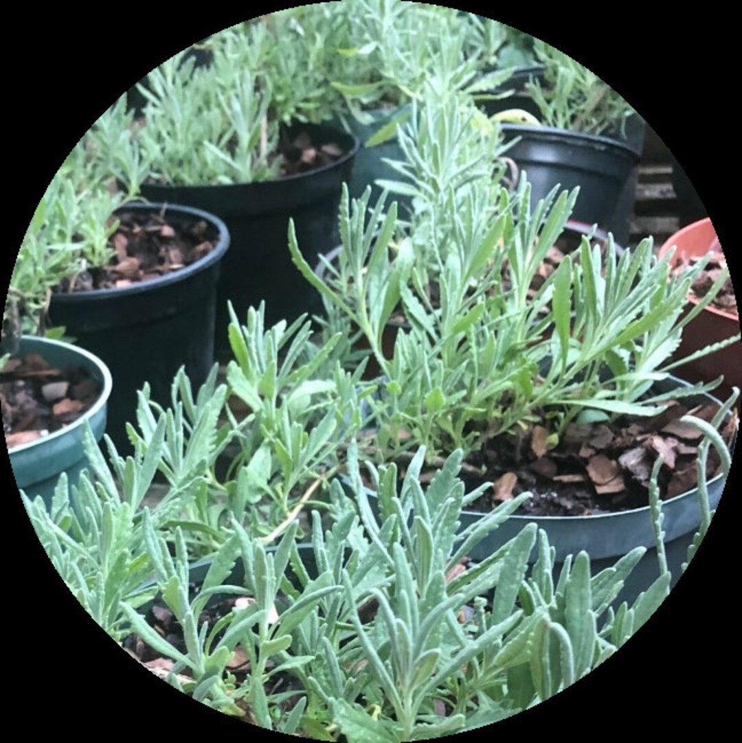Spike Lavender Starter Plant - Etsy
