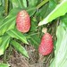 Pinecone Ginger/awapuhi/shampoo Ginger Live Plant - Etsy