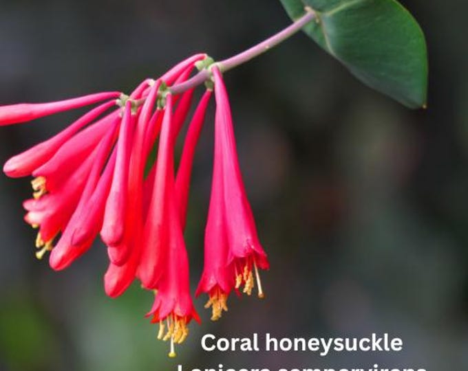 Native Coral Honeysuckle, Lonicera Sempervirens in 4 Inch Pot - Etsy