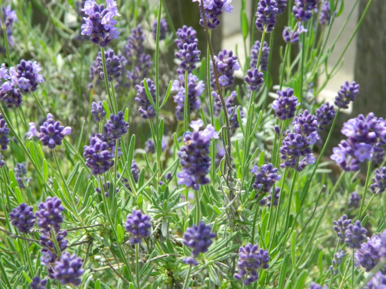 Spike Lavender Starter Plant - Etsy