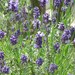 Spike Lavender Starter Plant - Etsy
