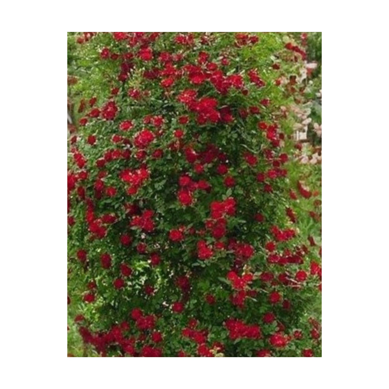 Red Cascade Rose - Etsy