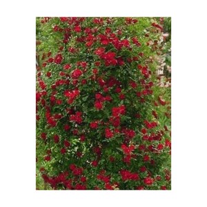 Red Cascade Rose - Etsy