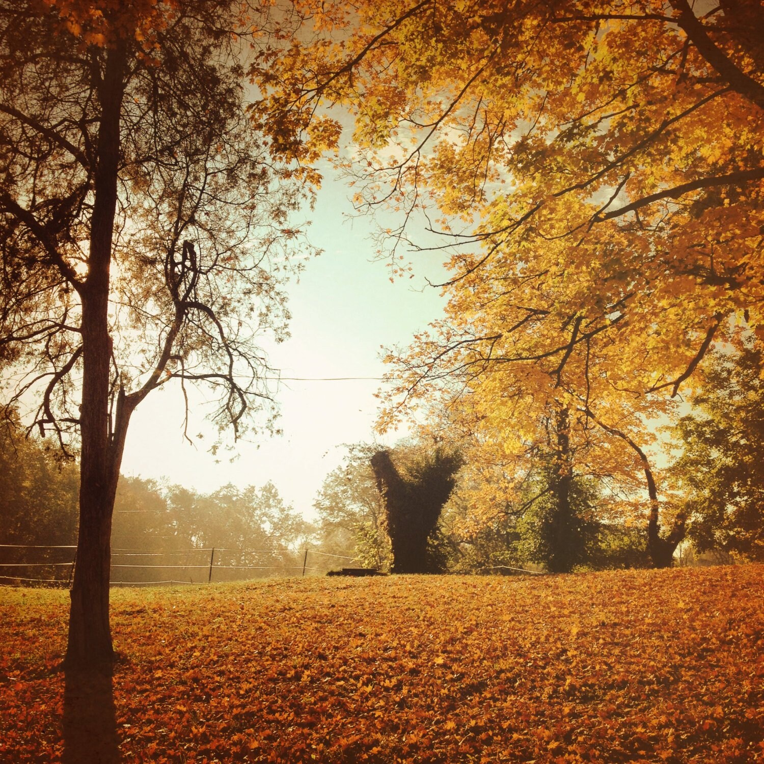 Digital Download-fine Art Photography- Fall Foliage - Home Decor ...