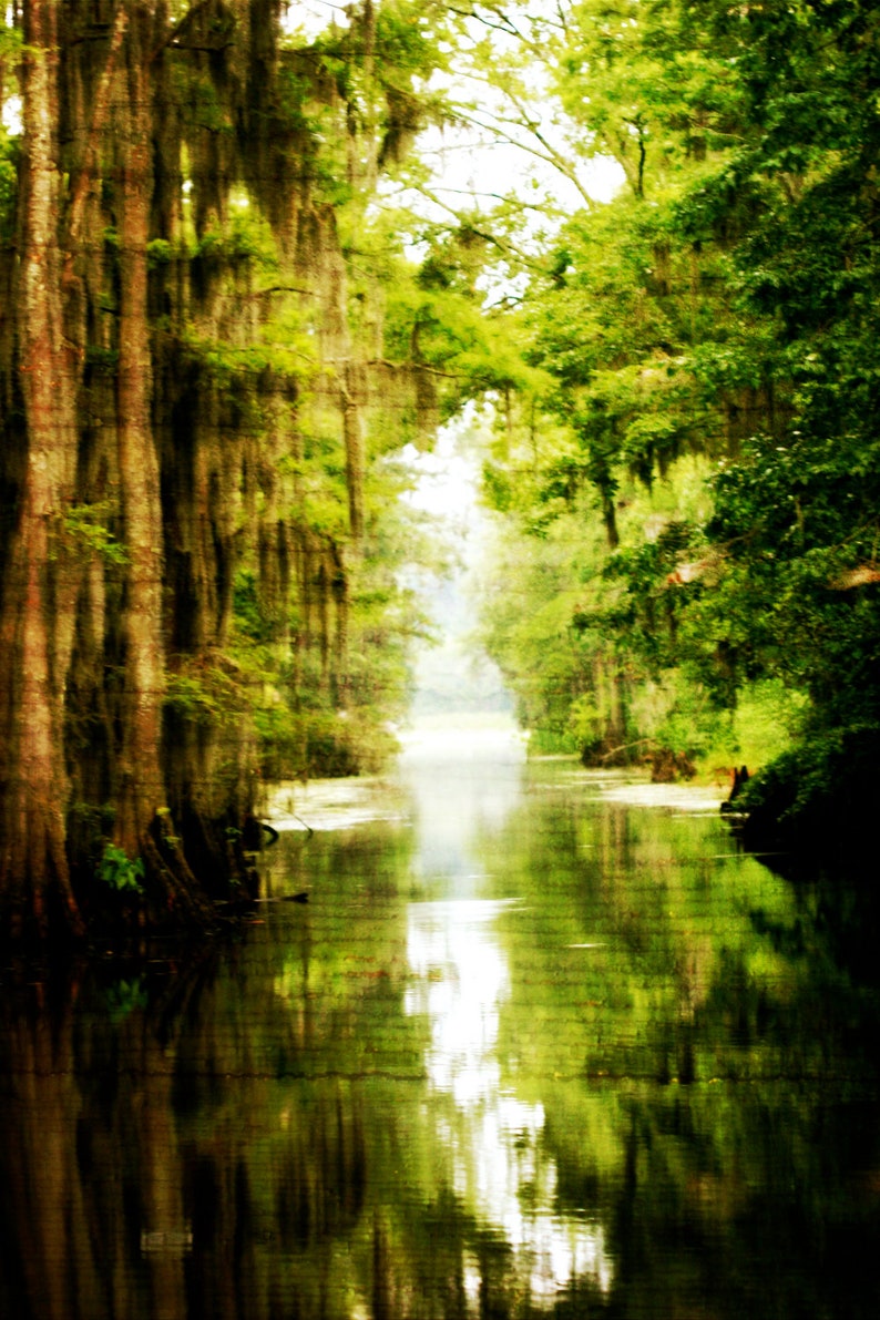 Digital Download-caddo Lake- Texas- Swamp- Landscape- Beauty - Etsy