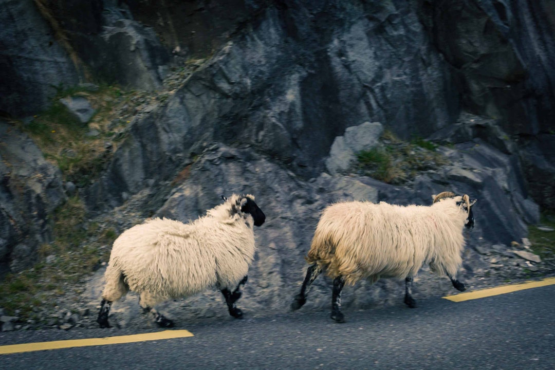 Wild Atlantic Way-sheep Running in Ireland- County Galway-the Highway ...