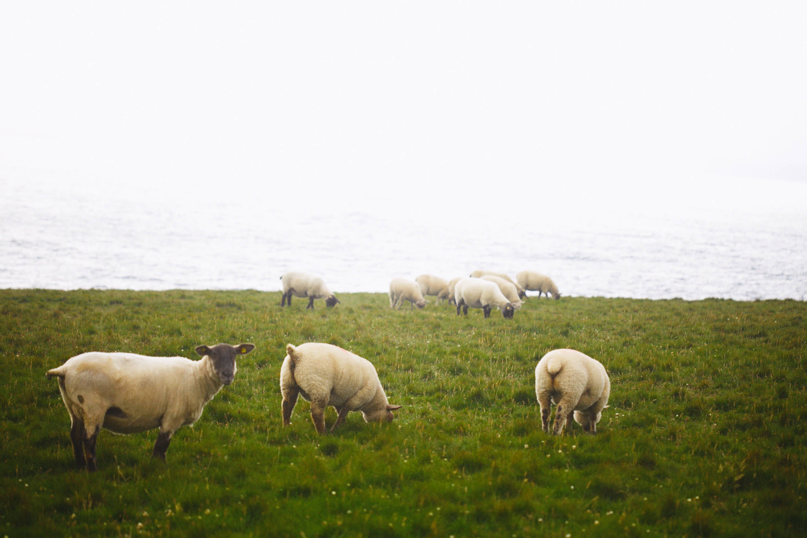 Ireland Landscape Sheep