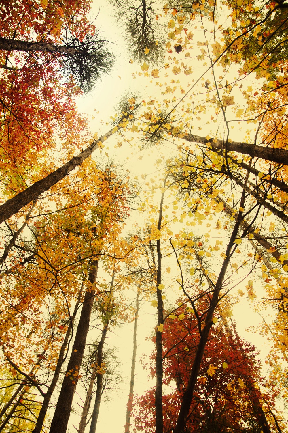 Digital Download- Fine Art Photography- Fall Foliage - Autumn Colors ...