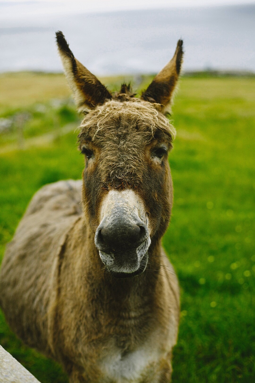 Donkey- Ireland-green-grass-wild Atlantic Way-dingle Peninsula - Etsy
