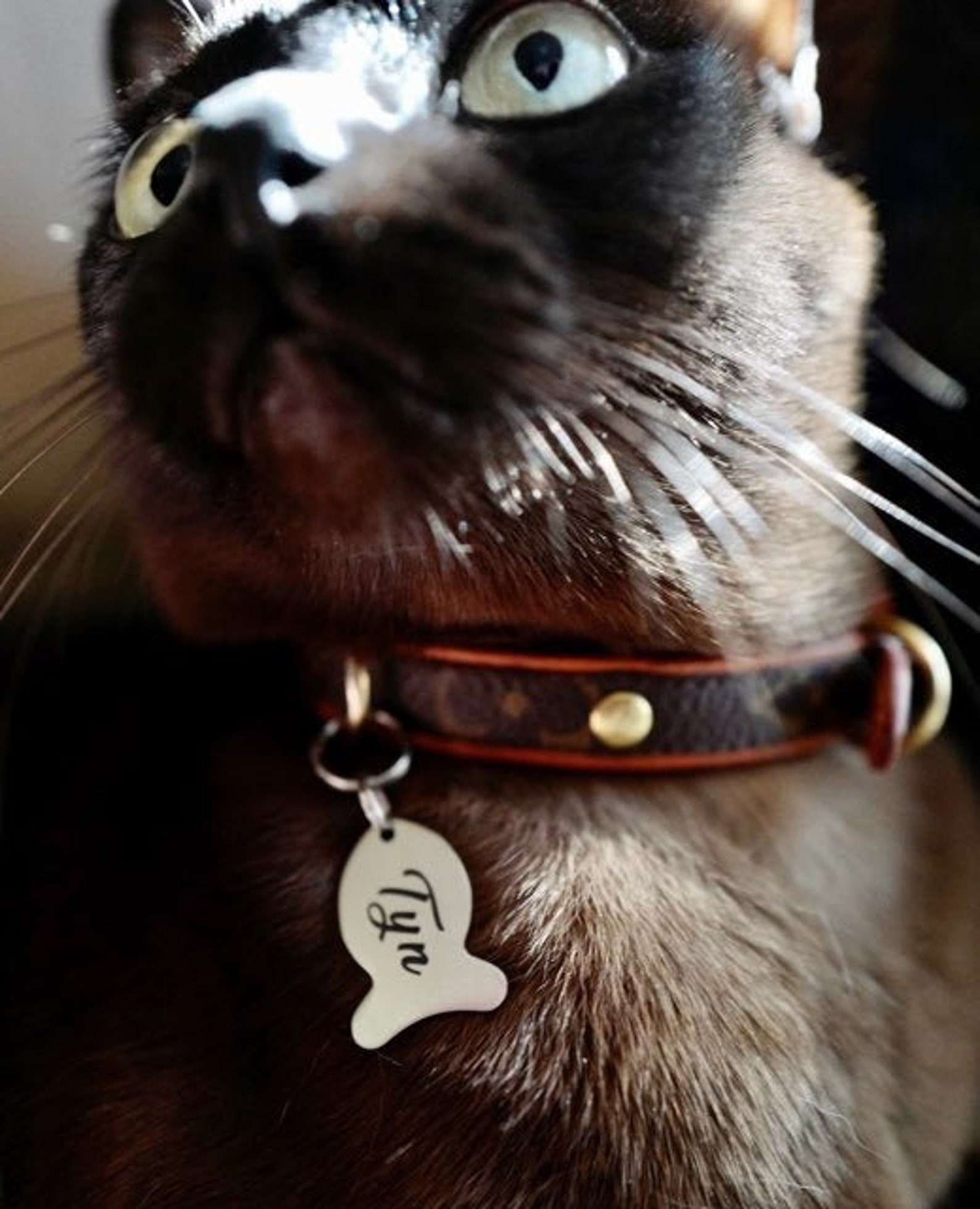 Cat Tag Cat Id Tag Pet ID tag Cat Tag Personalized | Etsy