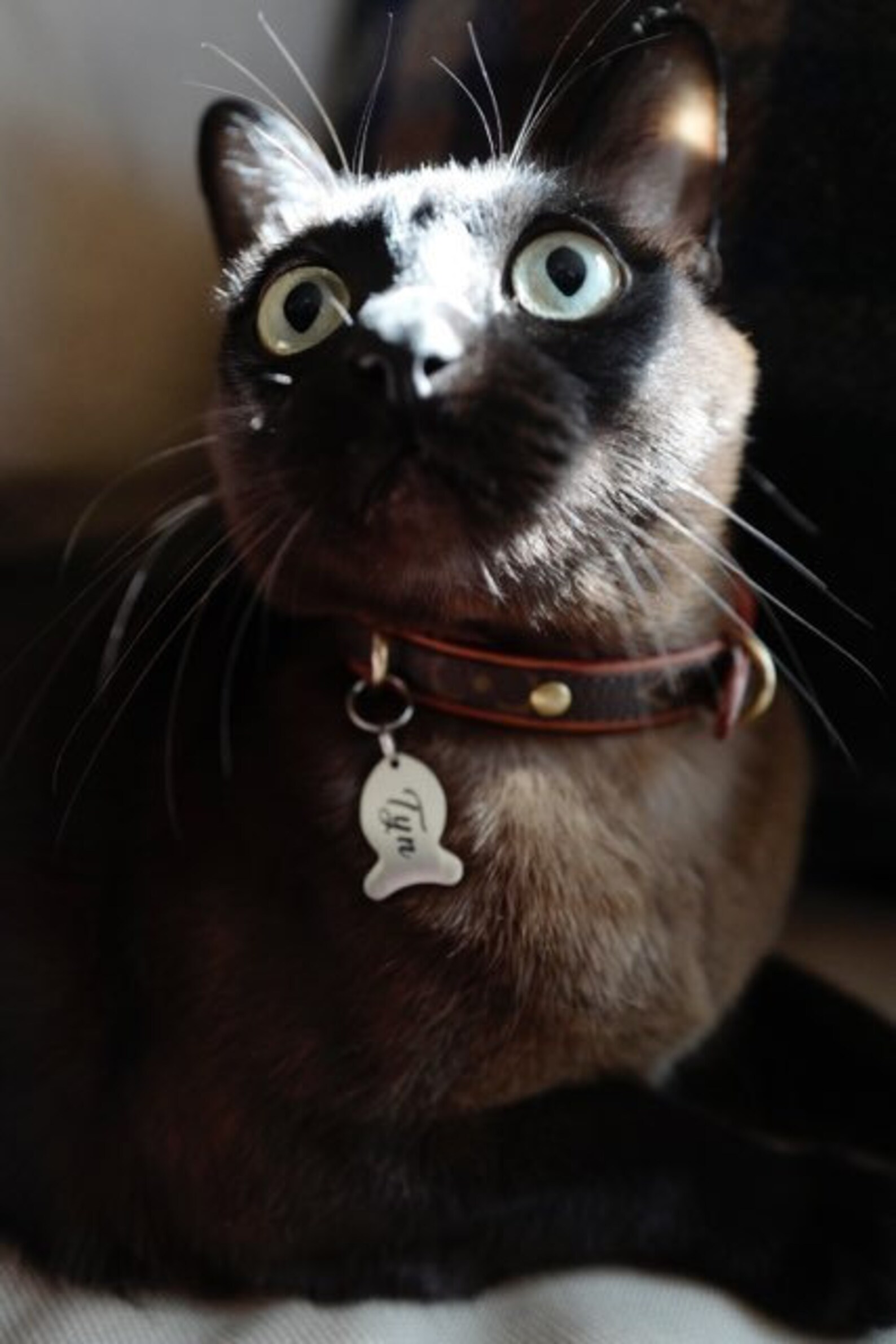 Personalized Cat Tag Small Cat Tag Cat ID Tag Engraved | Etsy