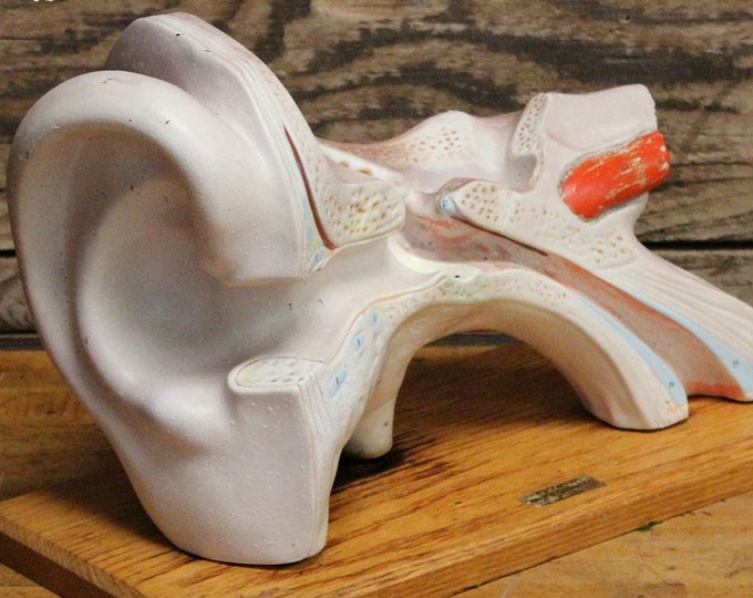 Vintage Biocraft Denoyer-geppert Medical Human Ear Model Diagram - Etsy