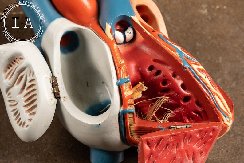 Vintage Denoyer and Geppert Anatomical Heart Model - Etsy