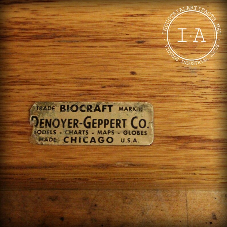 Vintage Biocraft Denoyer-Geppert Medical Human Ear Model | Etsy