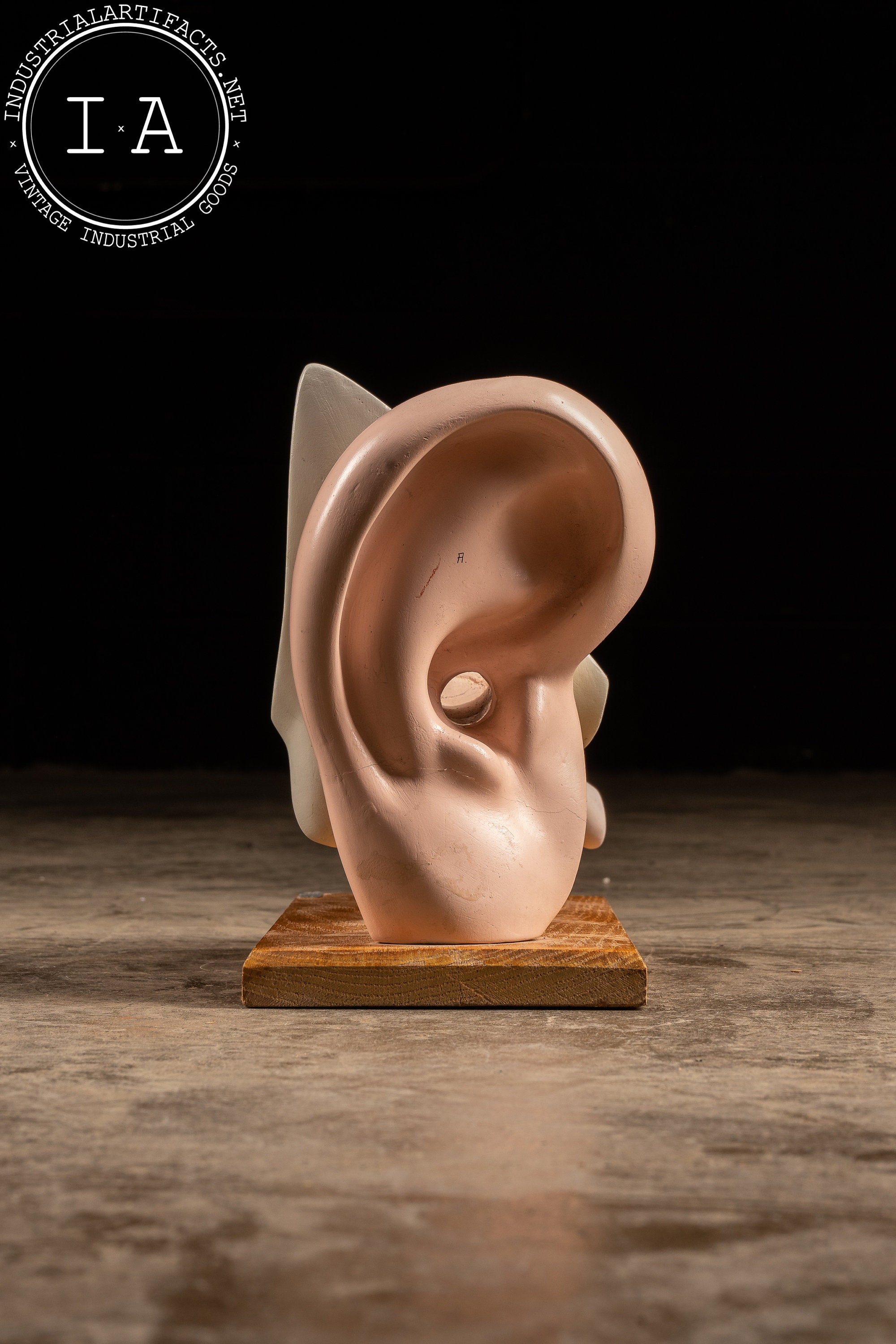 Vintage CENCO Human Ear Model - Etsy