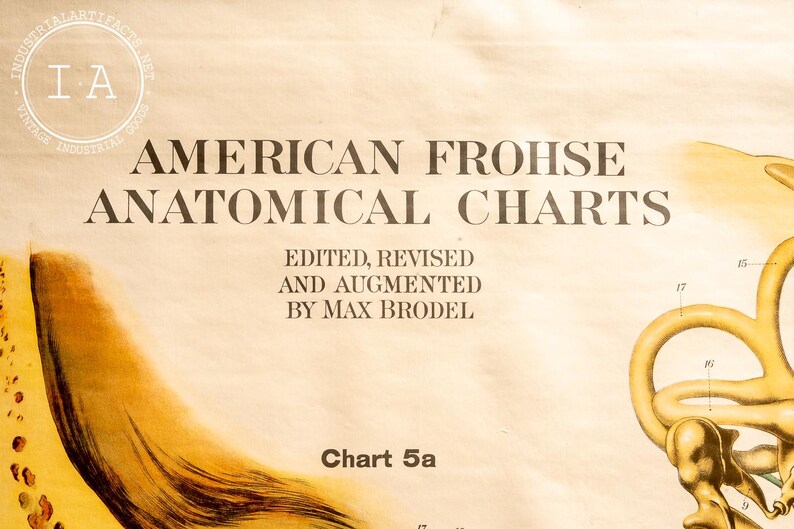 C. 1918 American Frohse Anatomical Chart - Etsy