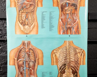 German Anatomy Chart - Etsy