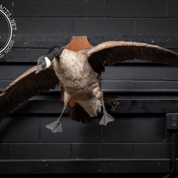 Goose Taxidermy - Etsy