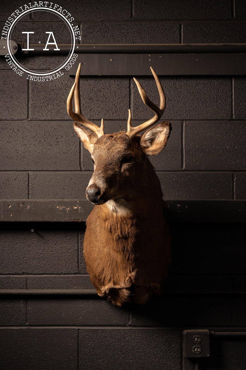 Vintage Six-point Whitetail Buck Taxidermy Mount - Etsy