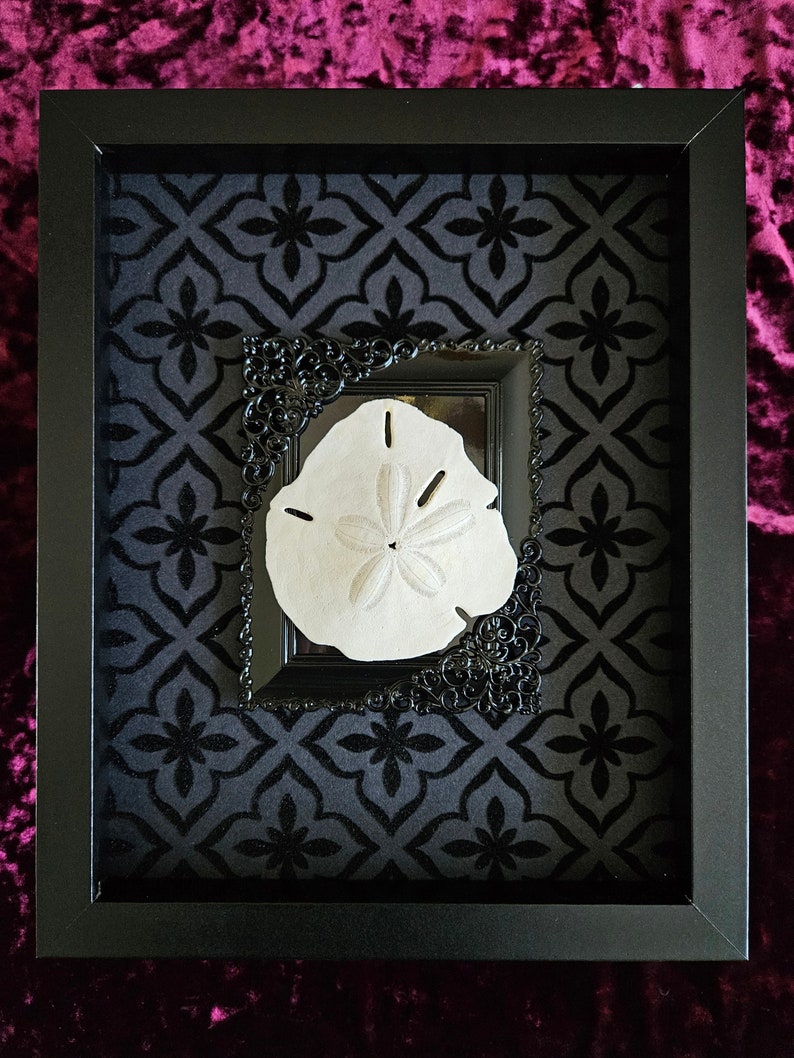 Sand Dollar 8X10 Black Shadowbox Frame Display - Etsy