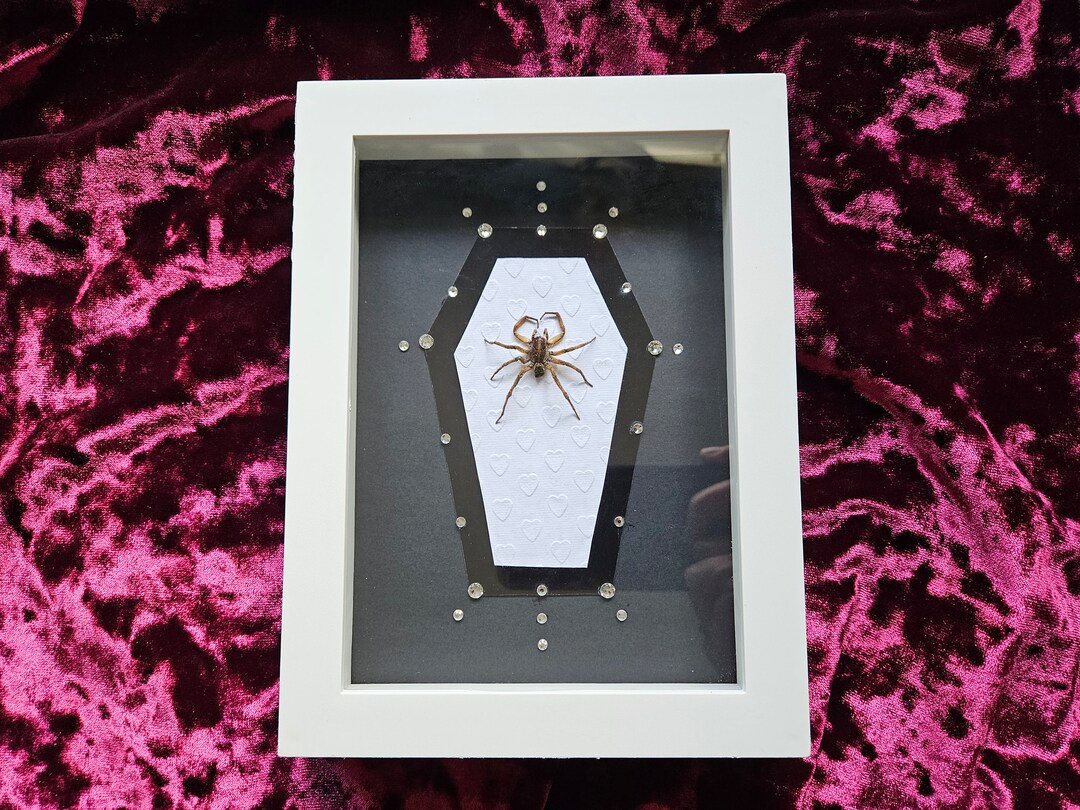 Wolf Spider With Coffin and Swarovski Crystals in 5X7 Inch White Frame ...