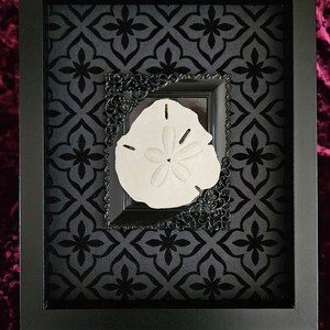 Sand Dollar 8X10 Black Shadowbox Frame Display - Etsy