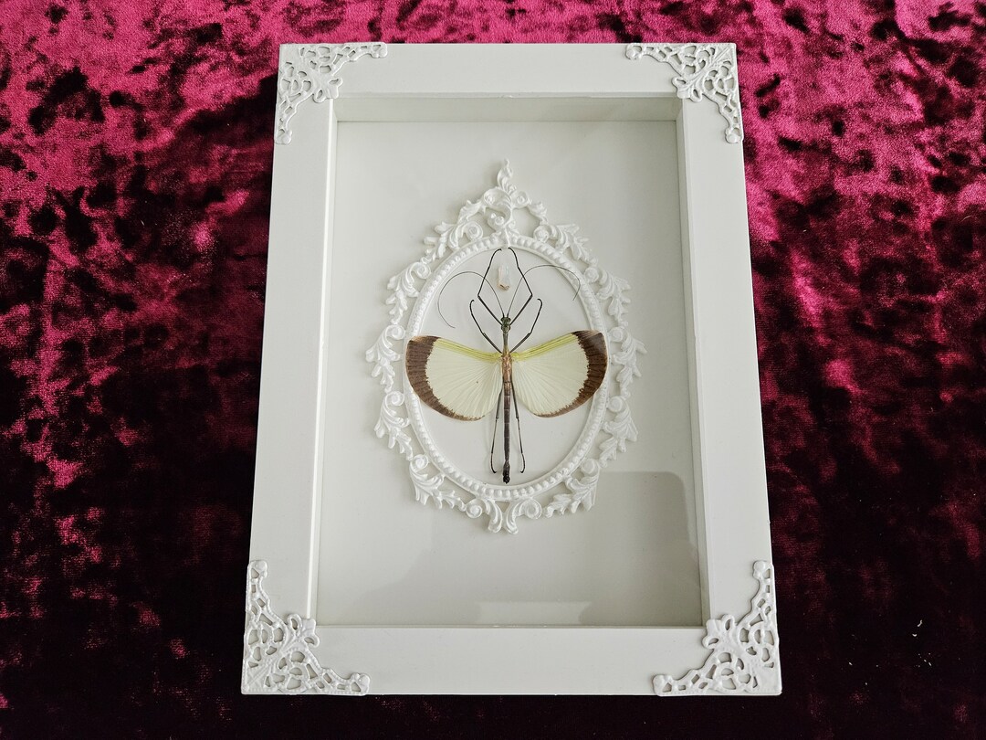 Yellow Stick Insect With Opal in 5X7 Inch White Frame Shadowbox Display - Etsy