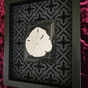 Sand Dollar 8X10 Black Shadowbox Frame Display - Etsy