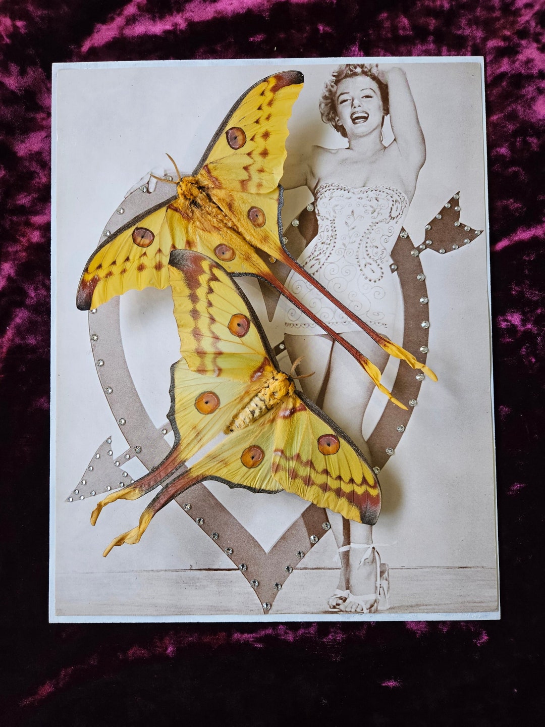 Comet Moth Pair in 12X16 Inch Shadowbox Taxidermy Frame Display - Etsy