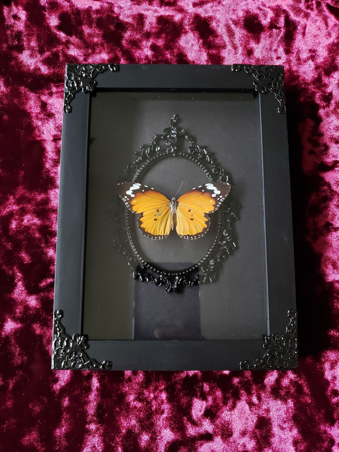 Orange Monarch Mimic Butterfly limenitis Archippus Viceroy - Etsy