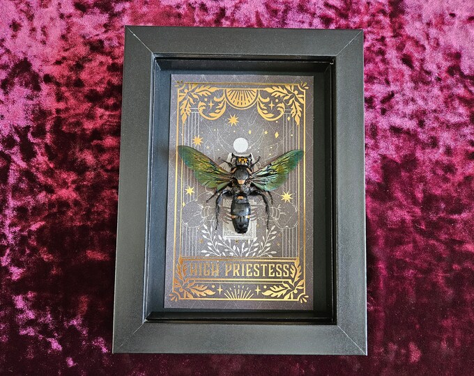 XXL Female Iridescent Atlas Wasp megascolia Procer With Tarot Card, 5X7 ...