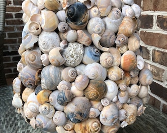 Home Décor Hand Crafted 15.5 Large Moon Snail Shell Vase Planter W ...