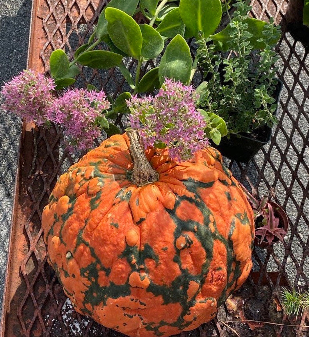 10 Warty Goblin Pumpkin Seeds Pumpkin Patch Seeds Jack O - Etsy