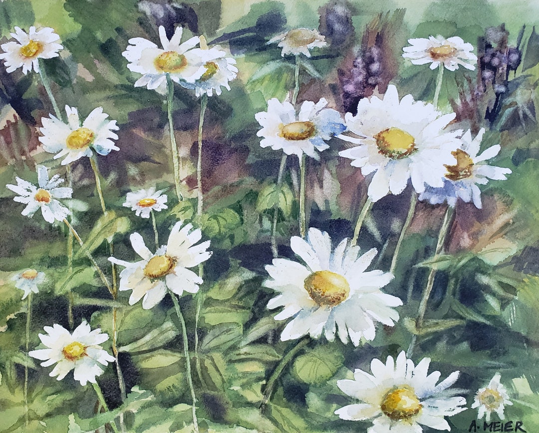 Rustic Perennial Daisy, Summer Flower, Original Watercolour Botanical ...