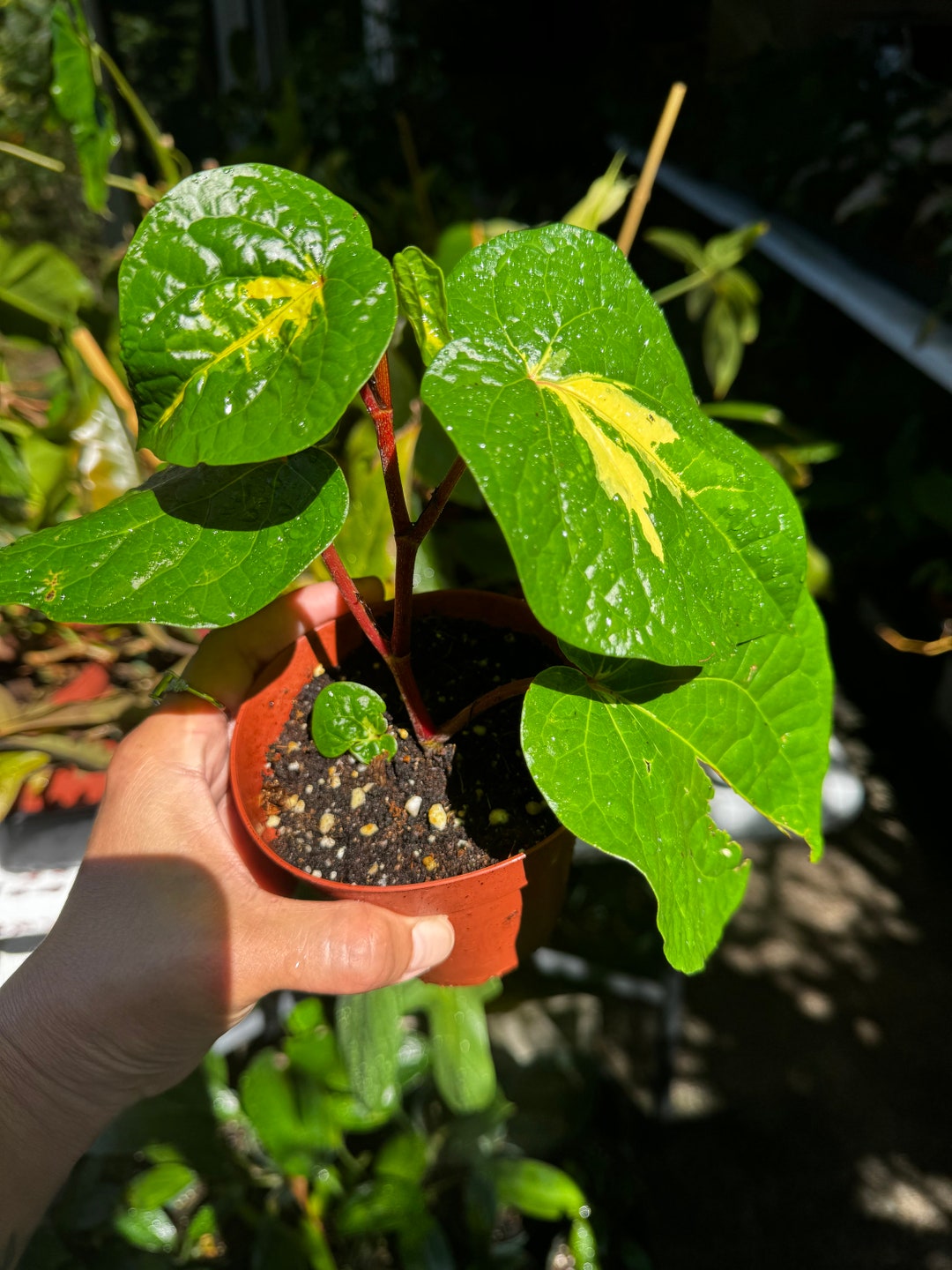 Piper Betel Variegata 4” Grow Pot Ultra Rare Variegated Piper Aurea Sp ...