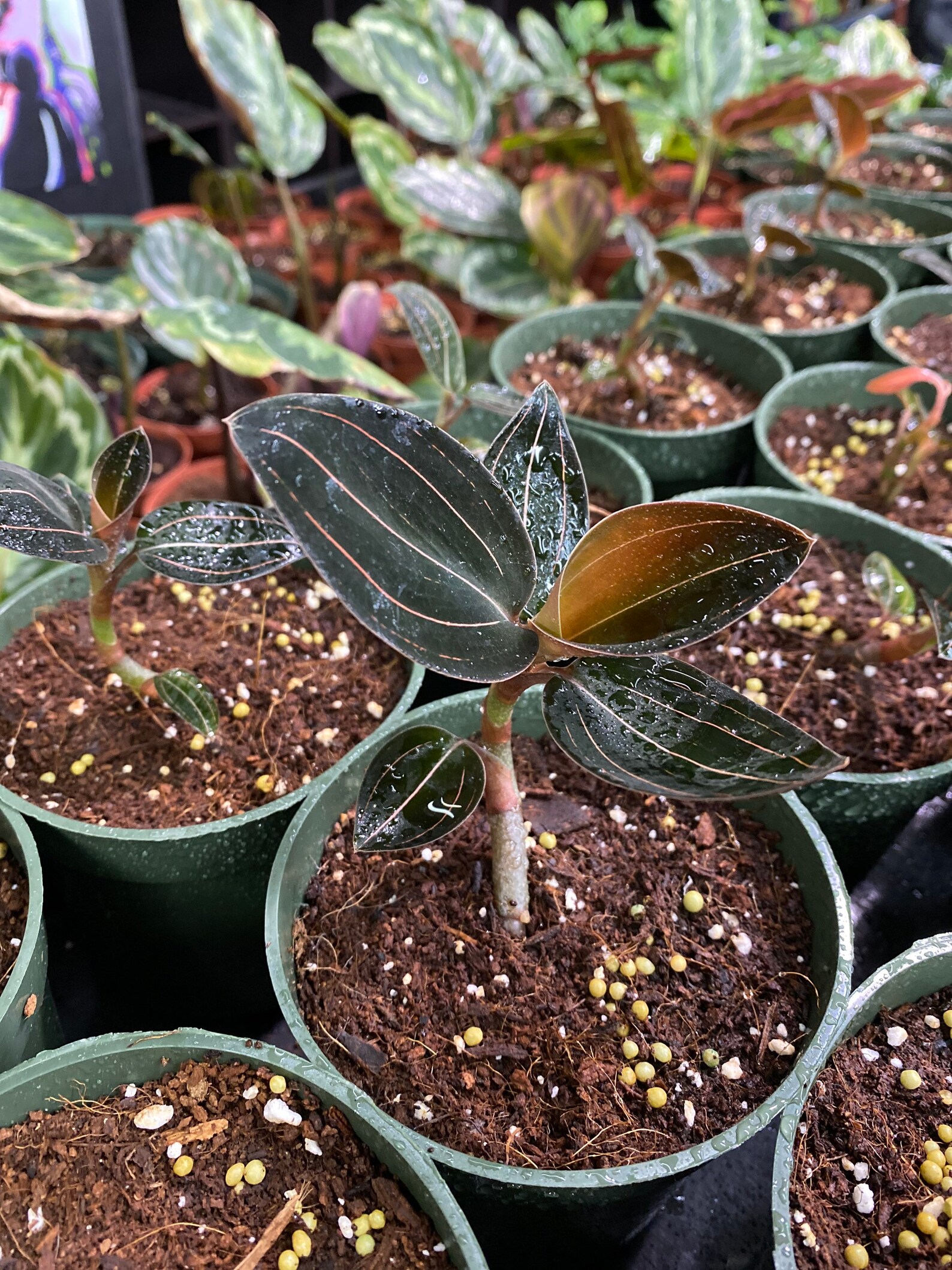 Sea Turtle Jewel Orchid Ludochilus Spp. sea Turtle live | Etsy