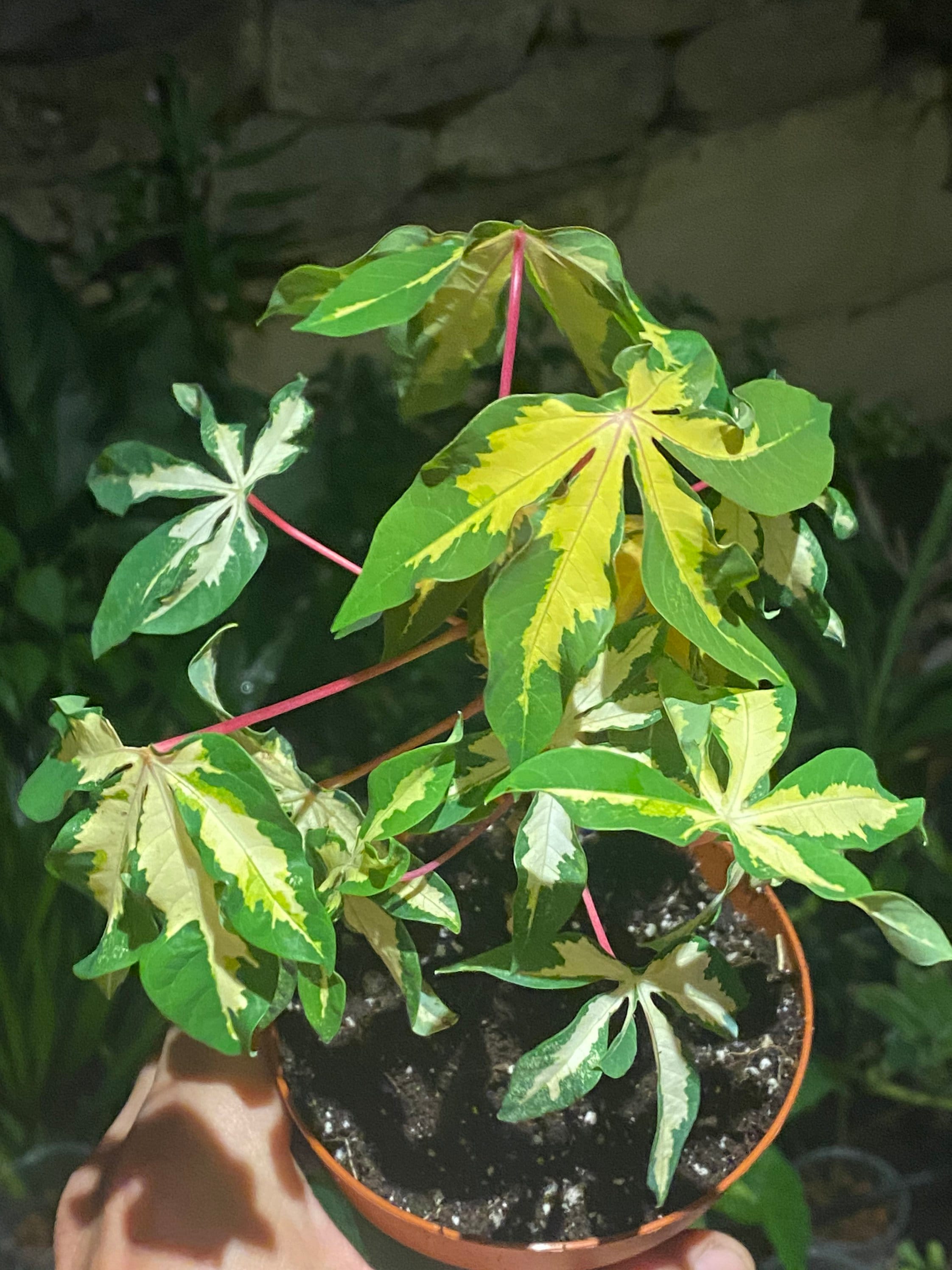 House Plants Variegated TriColor Yuca Cassava Tropical Food Plant ...