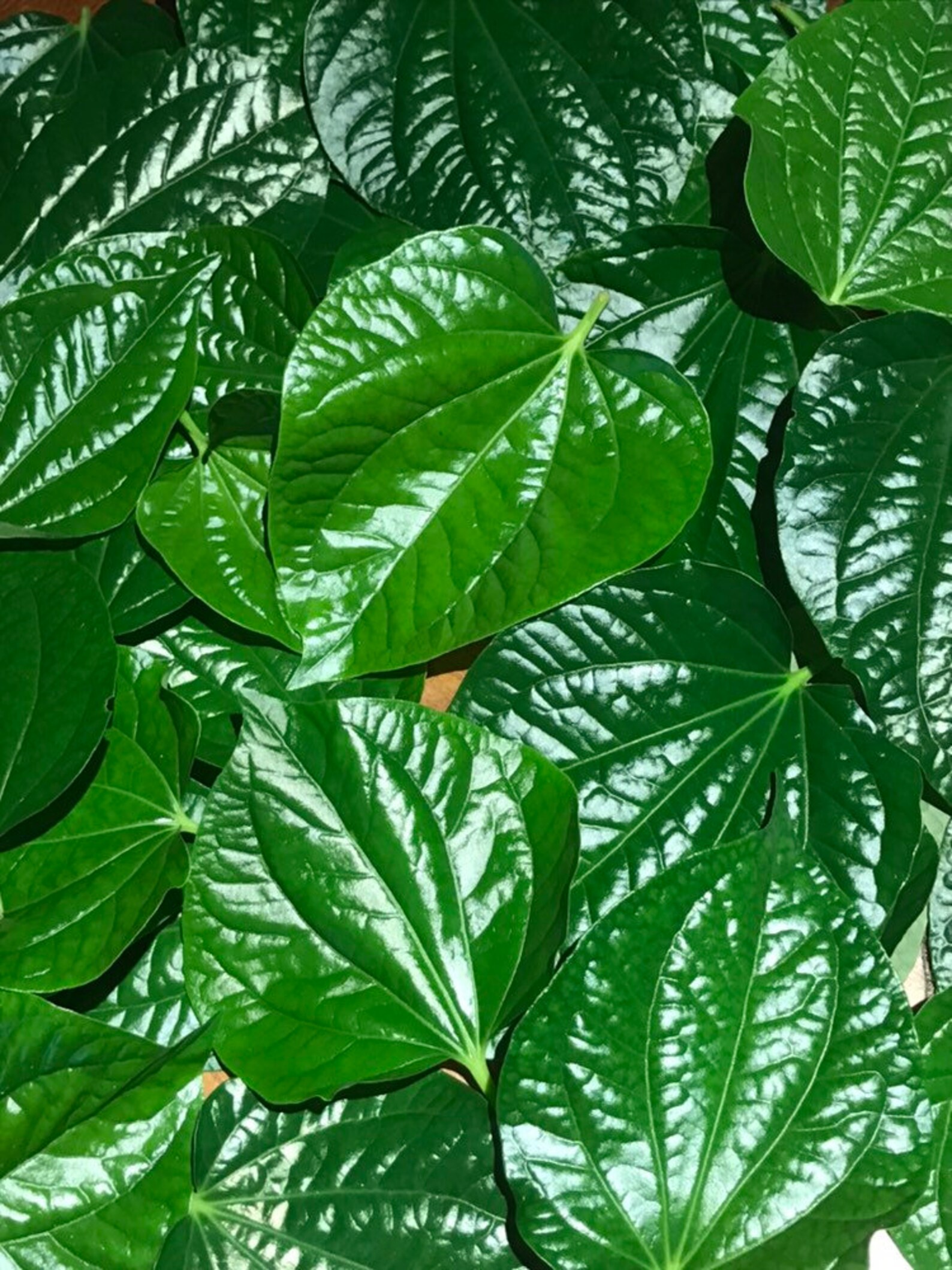 FREE Shipping—betel Leaf Plant--8.5" Potted Plant--lá Lốt --piper ...