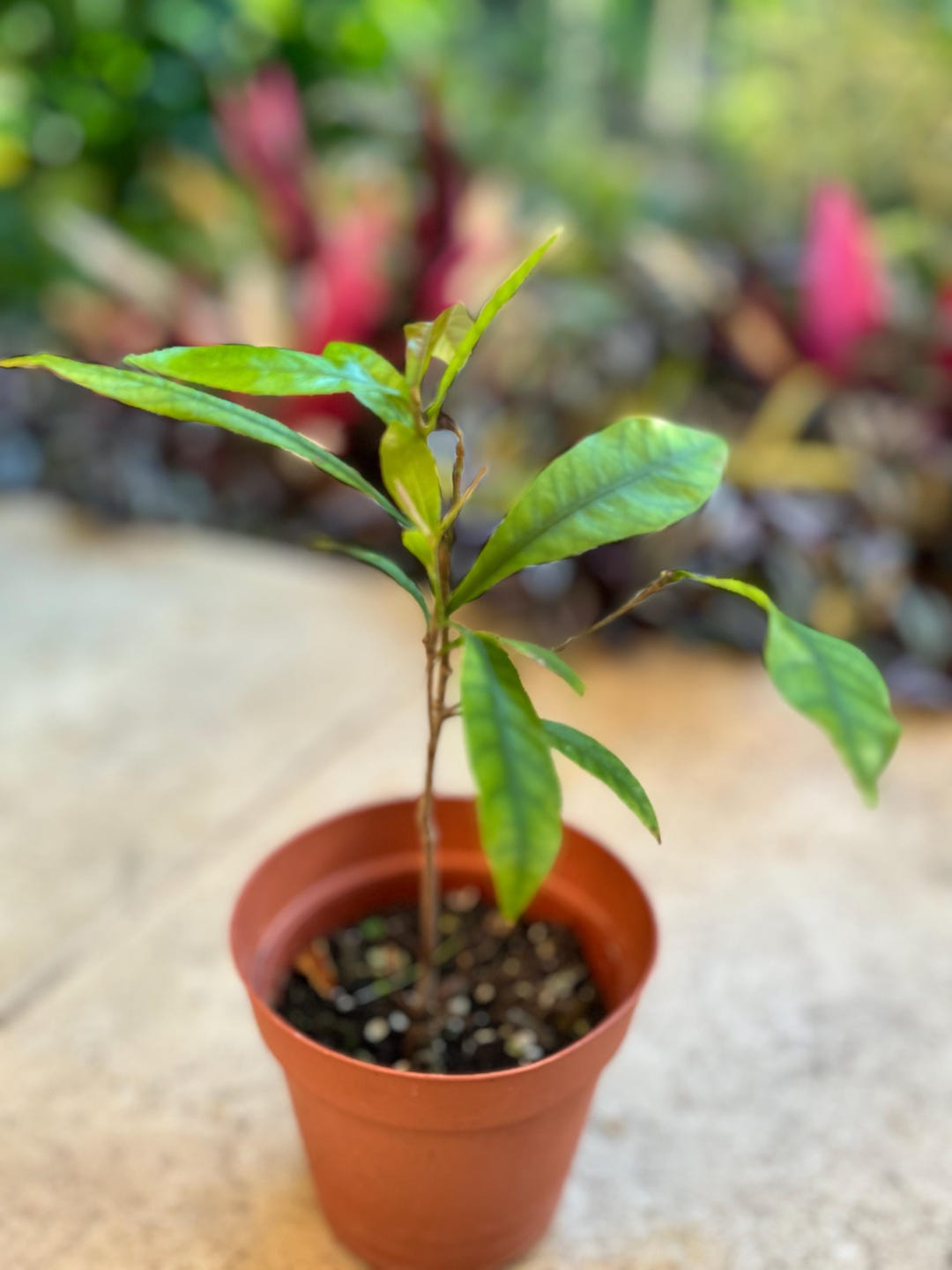 Miracle Berry— Mircle Fruit—exact Starter Plant— Synsepalum Dulcificum ...