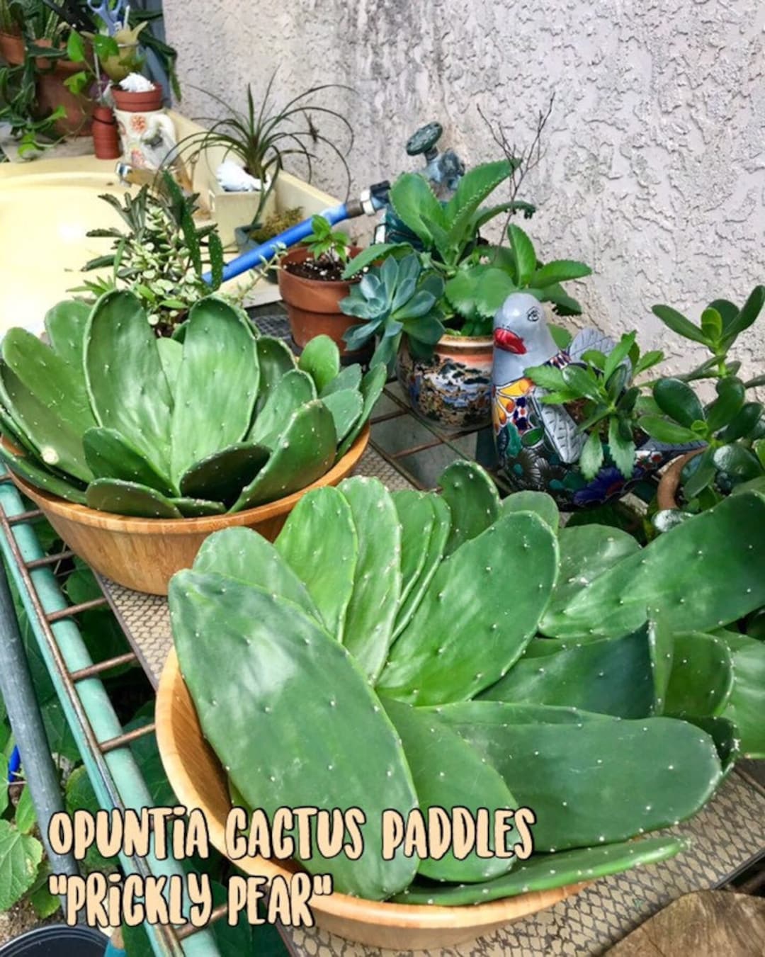5 Prickly Pear Cactus Pads--opuntia--live 5 Medium Size Paddles ...