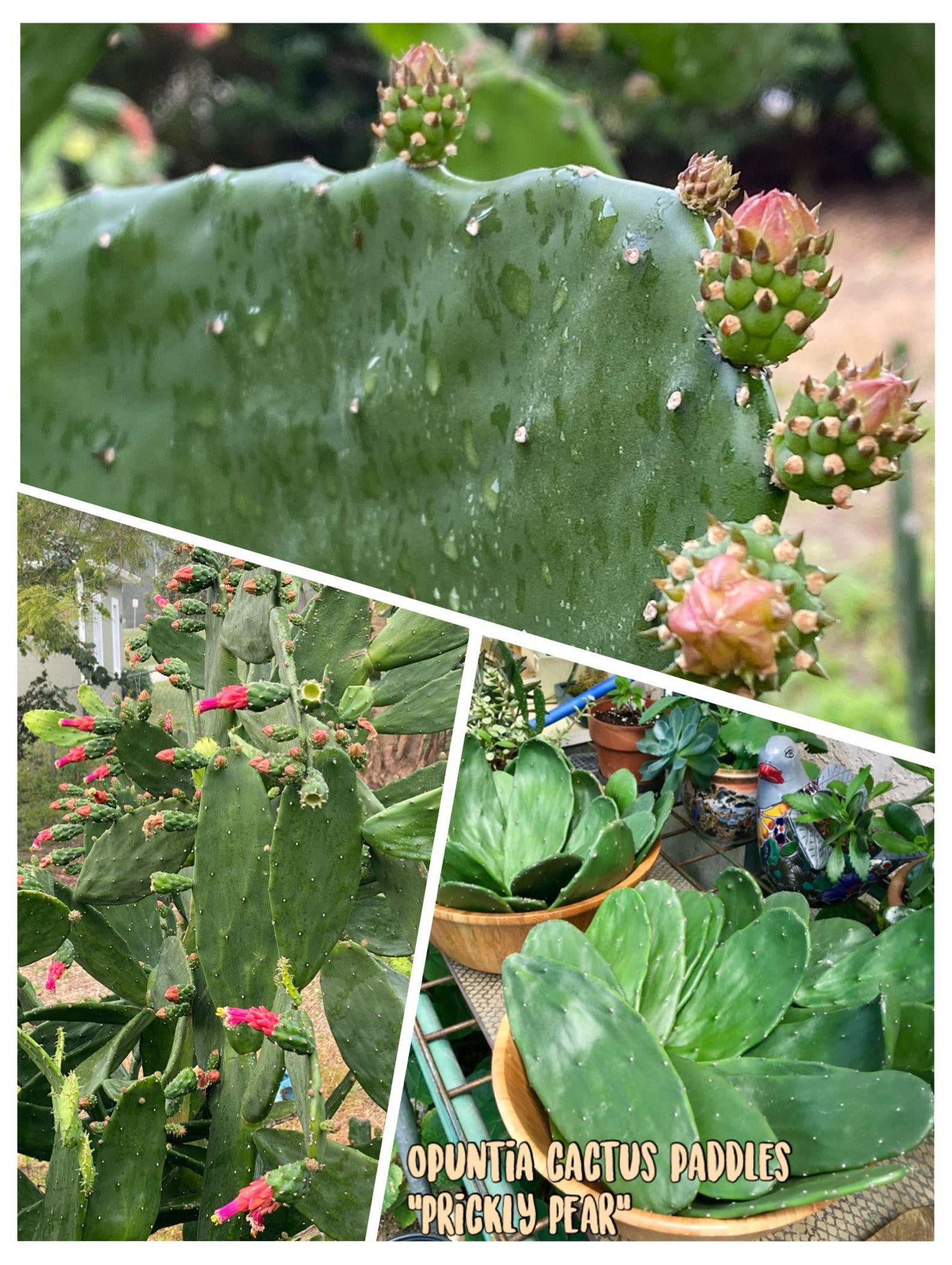 5 Prickly Pear Cactus Pads--opuntia--live 5 Medium Size Paddles ...