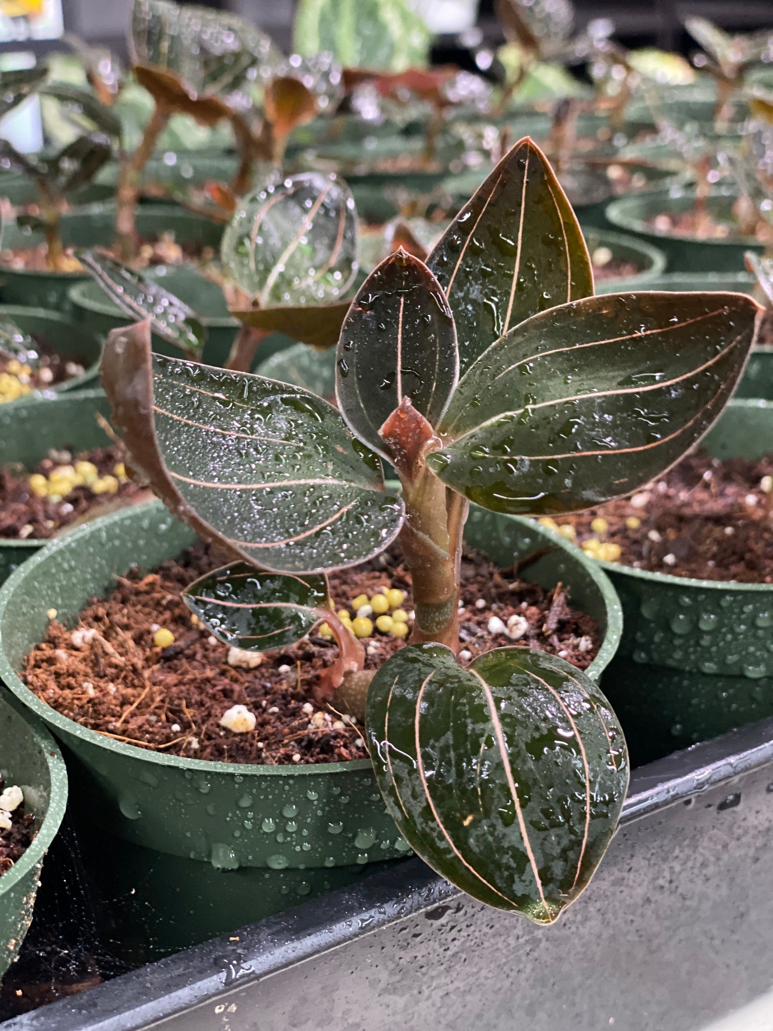 Sea Turtle Jewel Orchid Ludochilus Spp. sea Turtle live | Etsy
