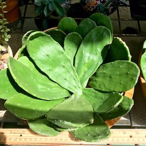 5 Prickly Pear Cactus Pads--opuntia--live 5 Medium Size Paddles ...