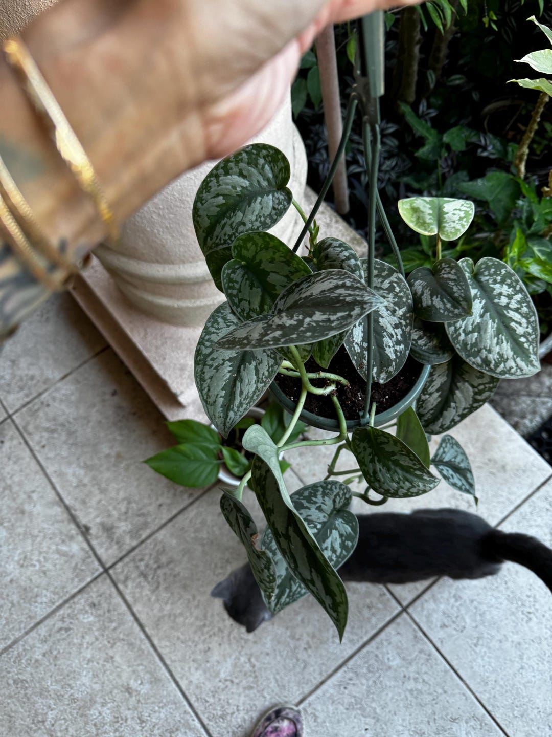 Scindapsus Exotica large Leaf Scindapsus Variegated Silver easy to Grow ...