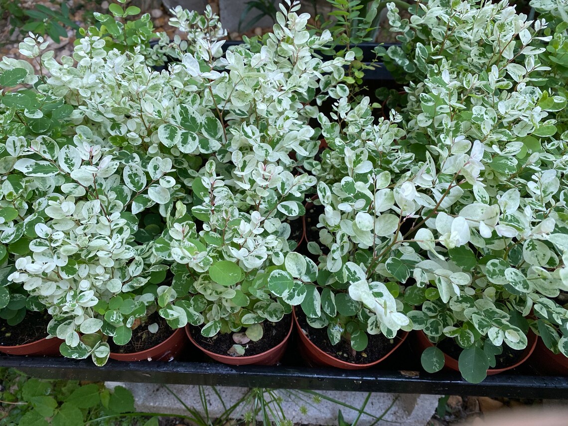 Variegated Breynia disticha Dwarf Snowbush Hawaiian | Etsy