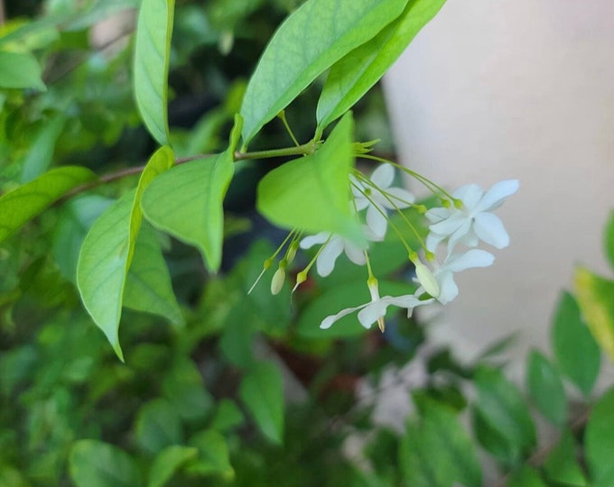 Huge and Exact Water Jasmine Tree --wrightia Religiosa Benthe--6 ...