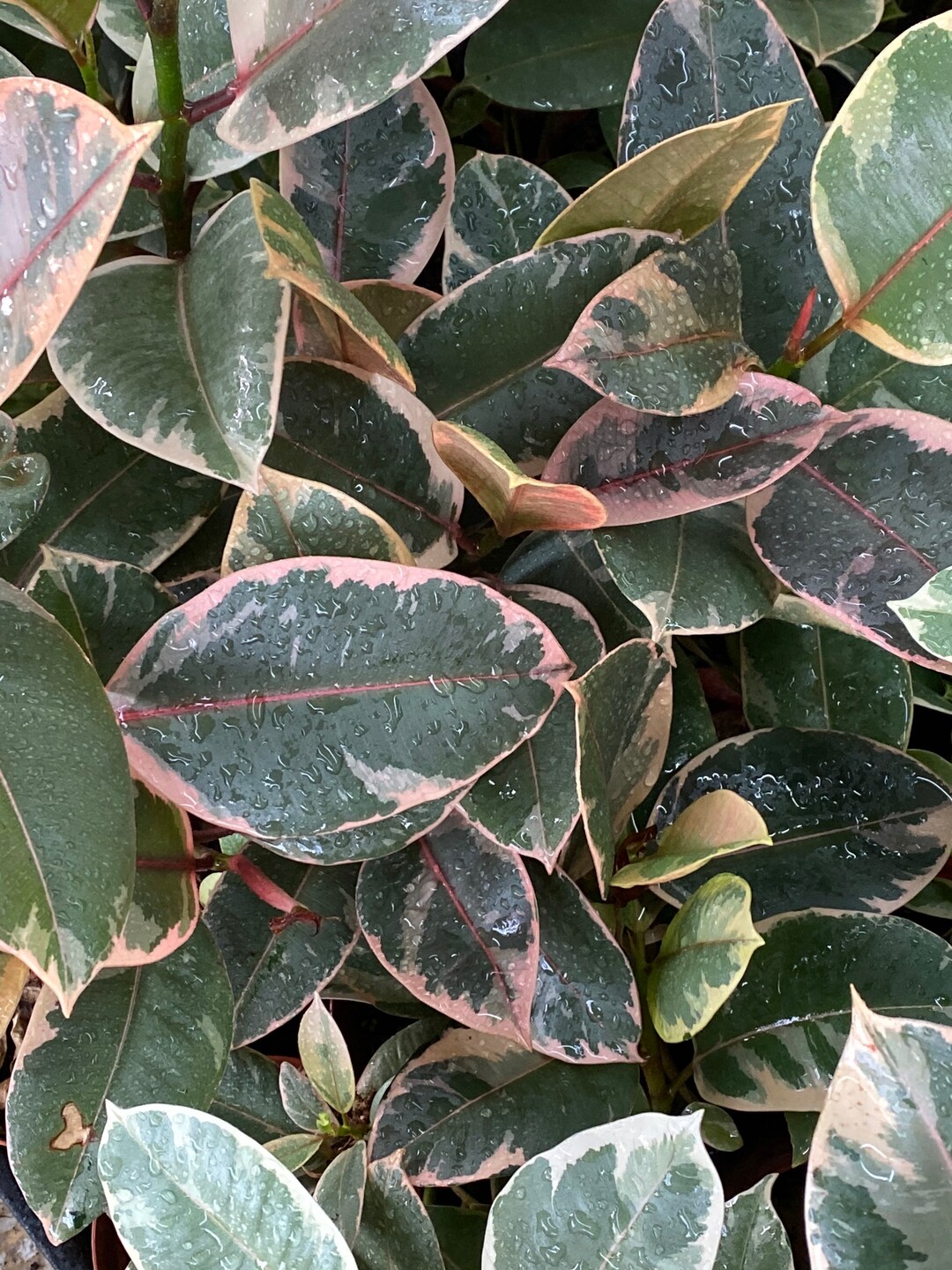 FREE Shipping—ficus Elastica Variegata ‘ruby’- Variegated Rubber Tree ...