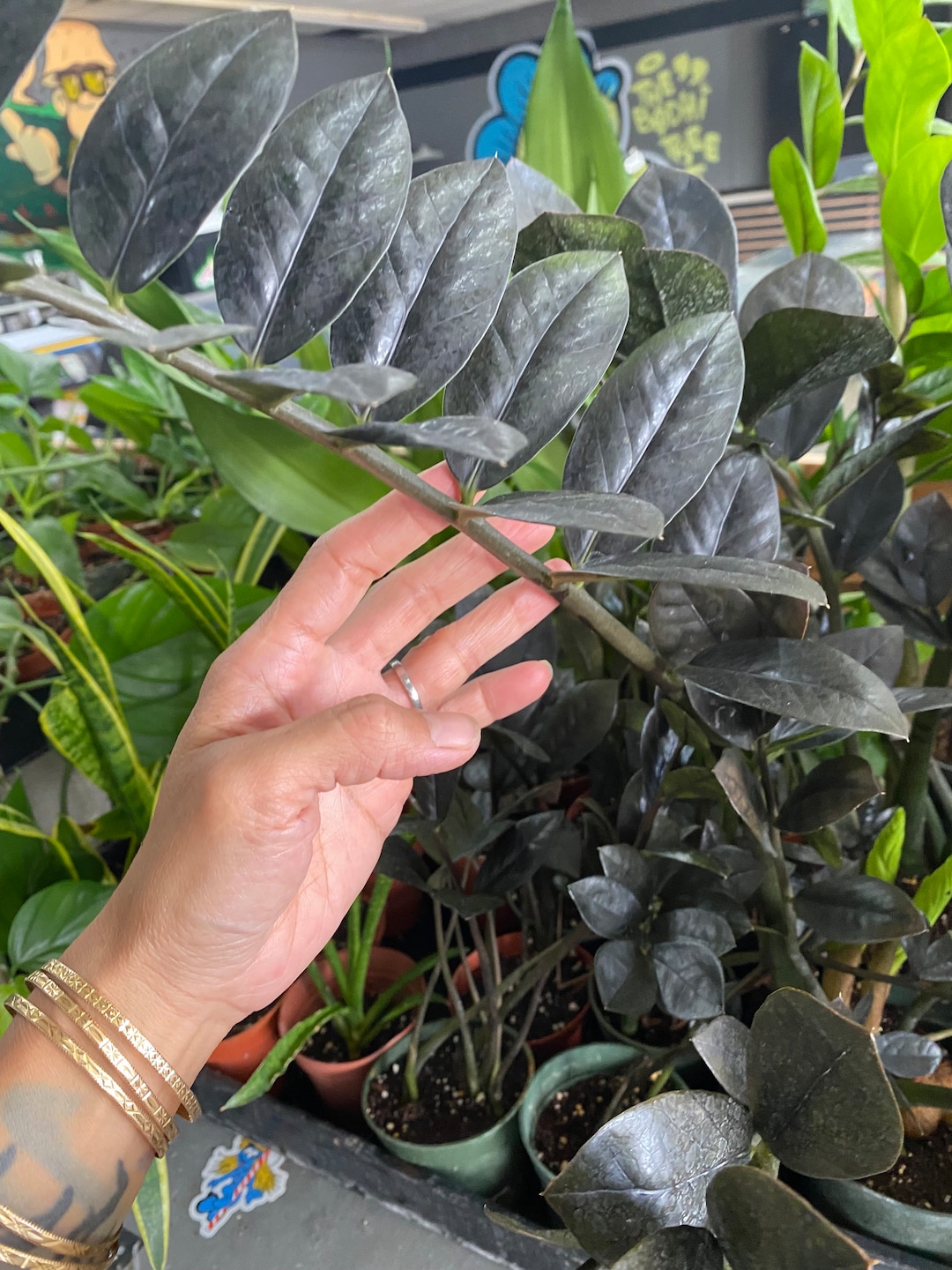 Mature ZZ Raven Plant--zamioculcas Zamiifolia Plant--tropical--rare ...