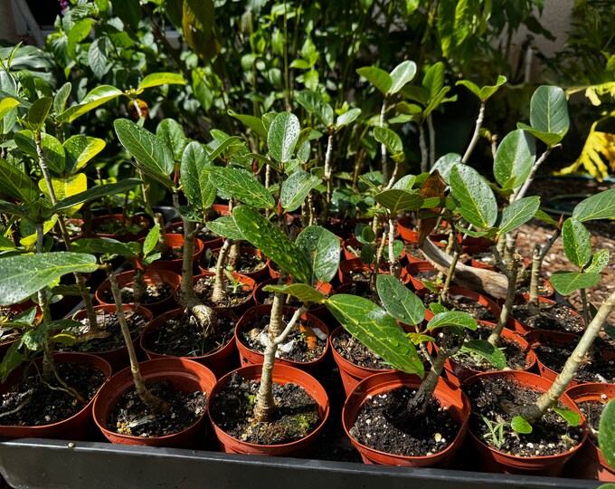 FREE Shipping—ficus Bengahalensis 'audrey' Tree - Banyan Tree Bonsai ...